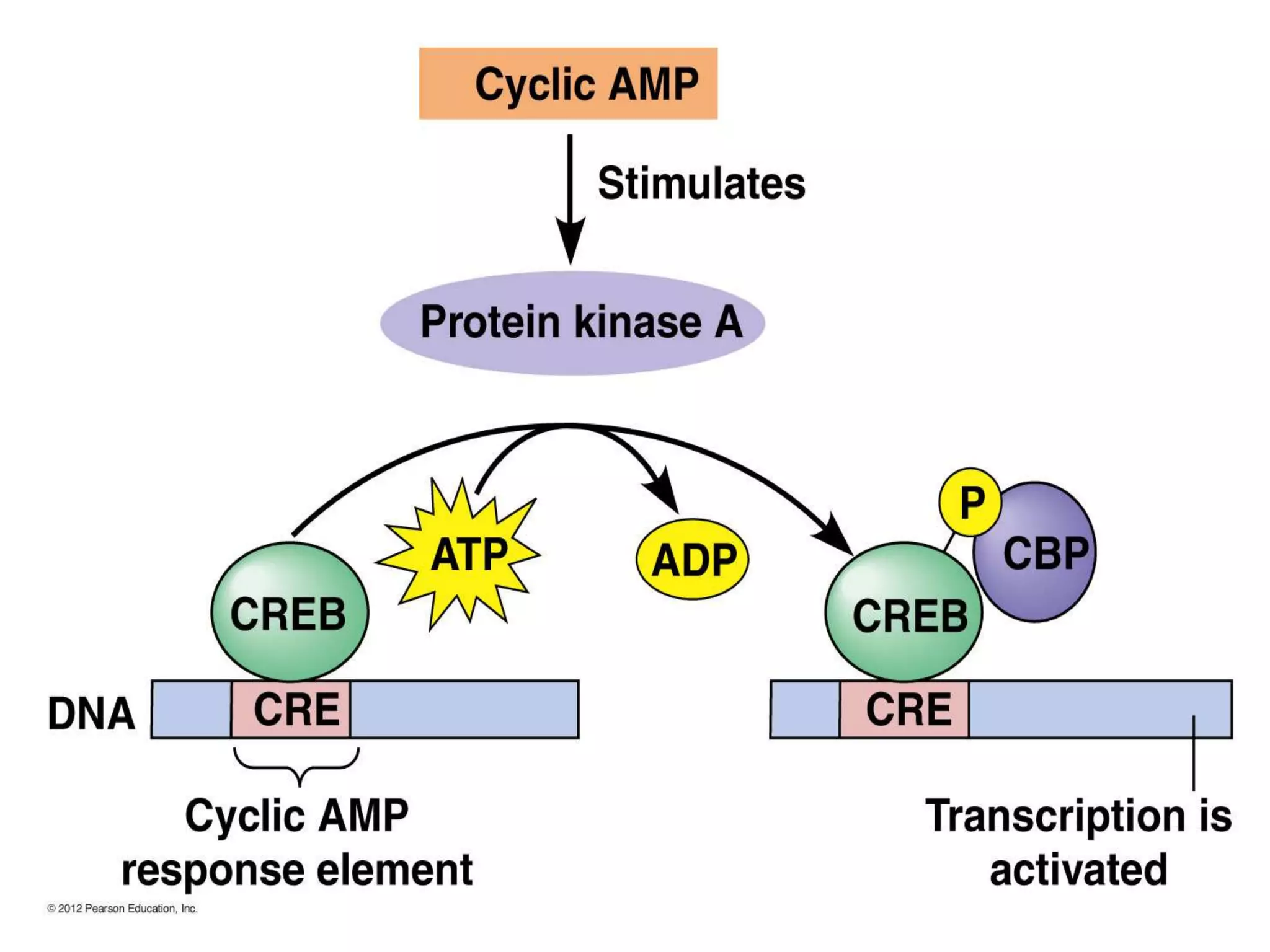 Slideshare second messengers aj | PPTX