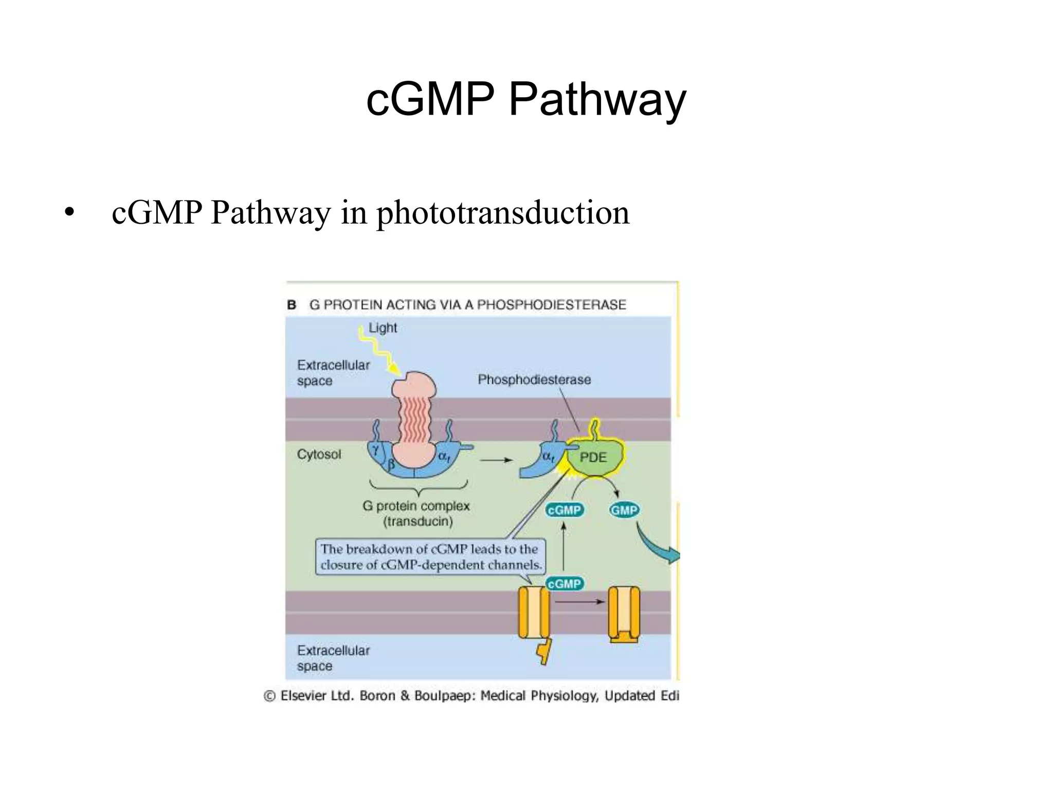 Slideshare second messengers aj | PPTX