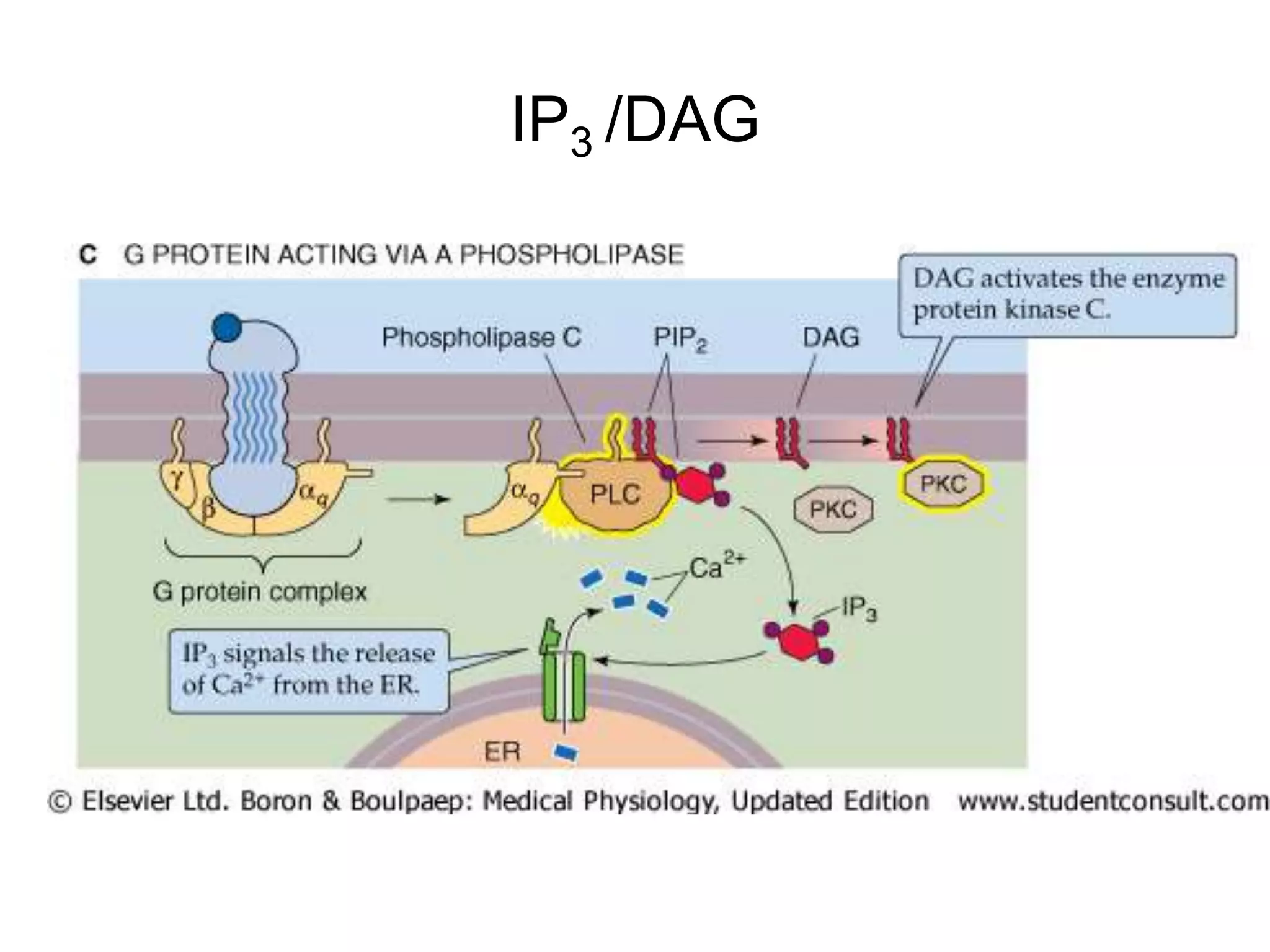 Slideshare second messengers aj | PPTX