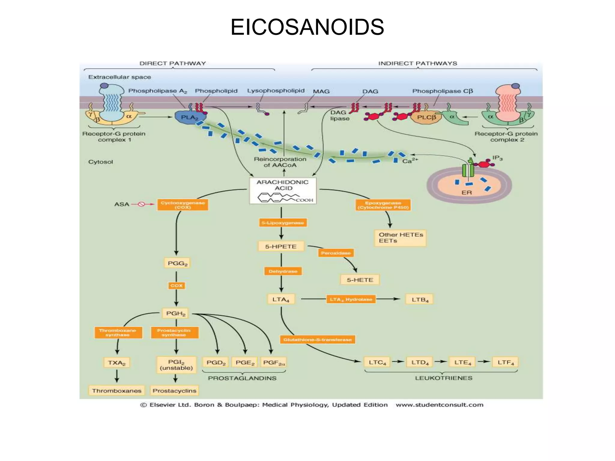 Slideshare second messengers aj | PPTX