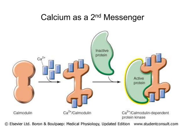 Slideshare second messengers aj | PPTX | Endocrine and Metabolic Diseases | Diseases and Conditions