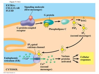 Calcium And Ip3 In Signaling Pathways