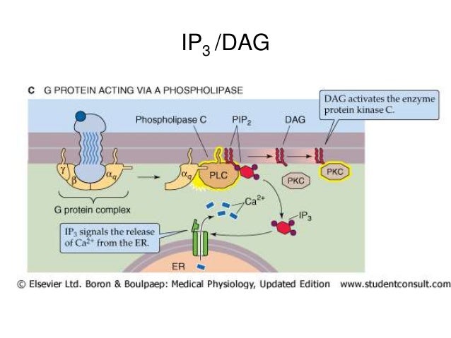Slideshare second messengers aj