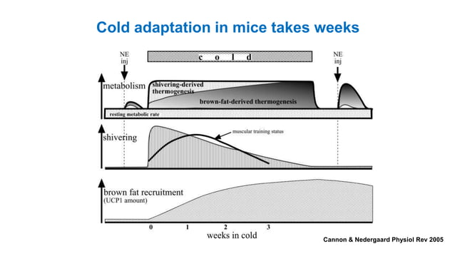 Metabolic Adaptations: The Physiology of Cold Acclimatization and ...