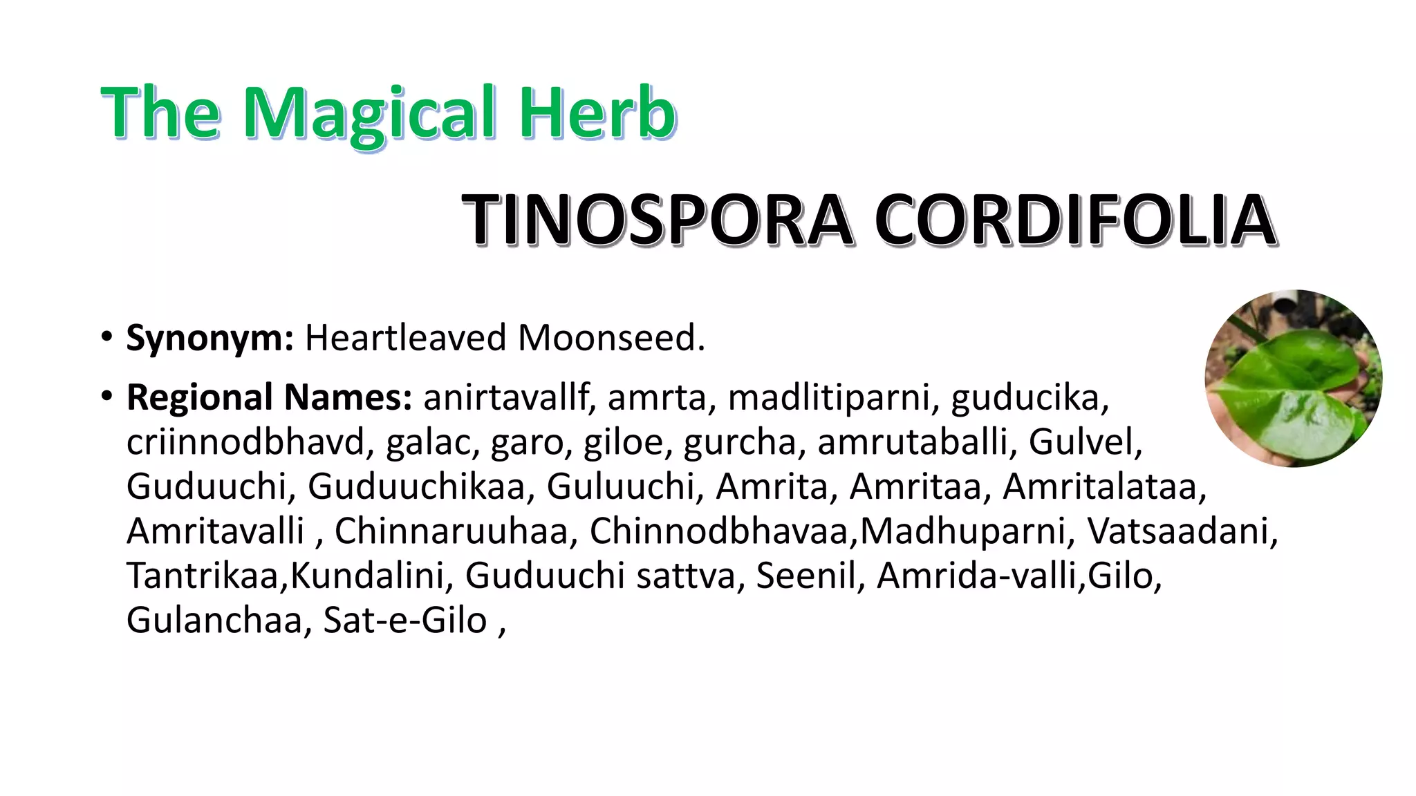 Tinospora Cordifolia the magical Herb (Giloy) | PPTX