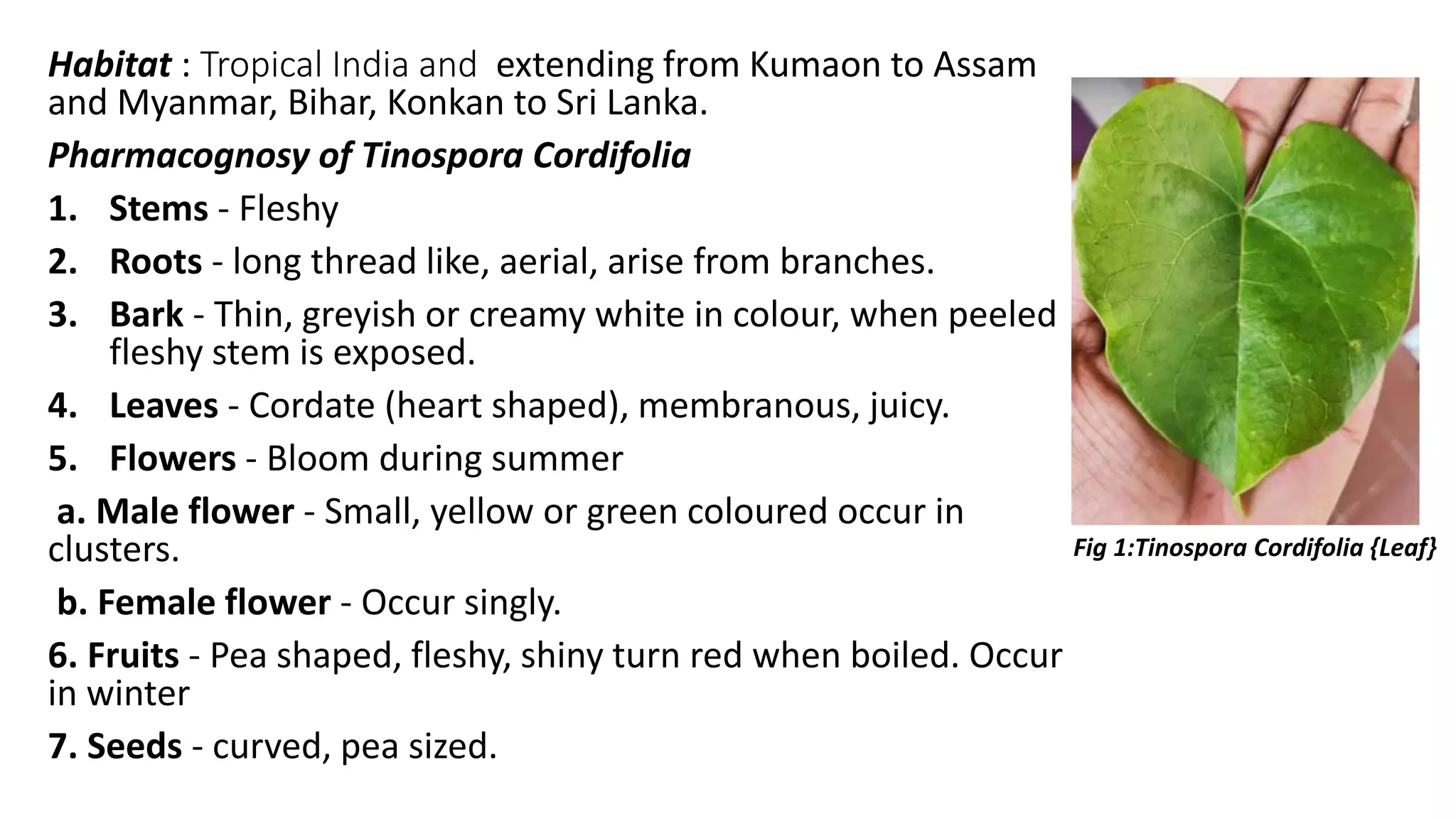 Tinospora Cordifolia the magical Herb (Giloy) | PPTX