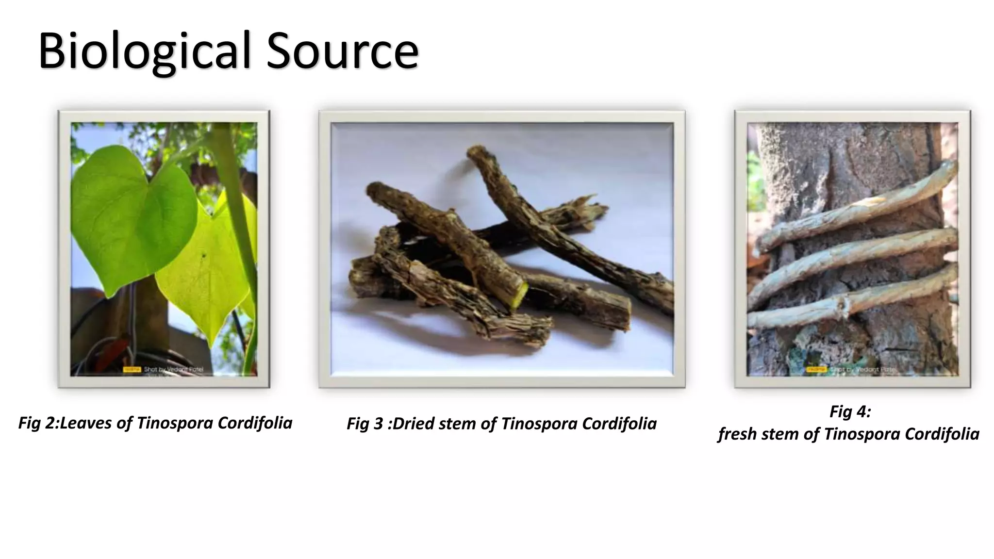 Tinospora Cordifolia the magical Herb (Giloy) | PPTX