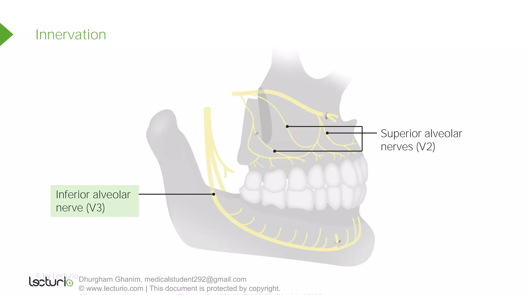 Slides_Head_Neck_Anatomy_Teeth.pdf