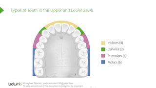 Slides_Head_Neck_Anatomy_Teeth.pdf