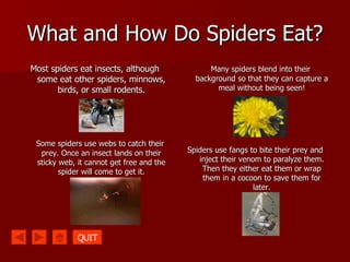 Spiders | PPT