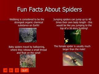 Spiders | PPT