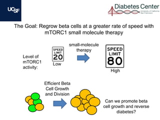 Regrowth of Beta Cells with Small Molecule Therapy | PPTX