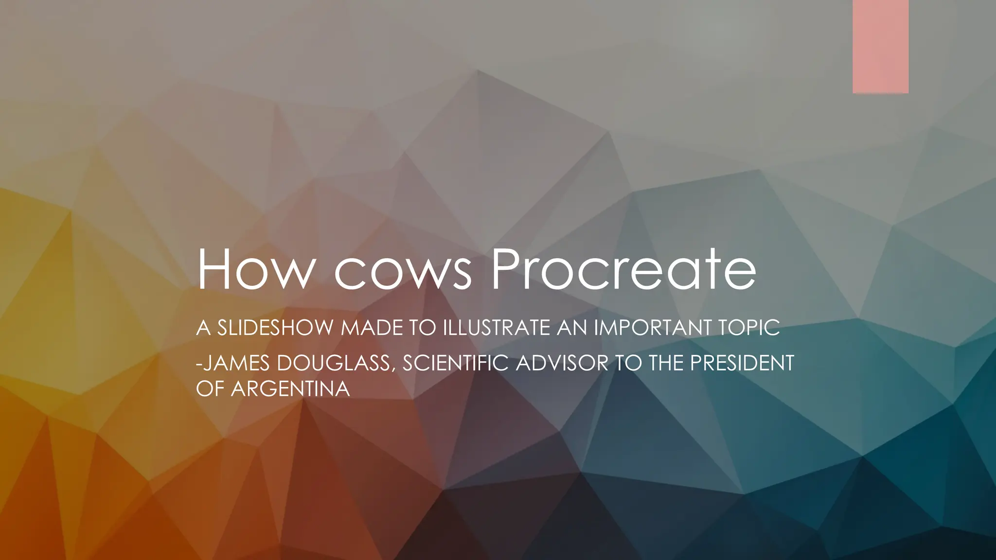 Slideshow 2 about cows and how they procreate | PPTX