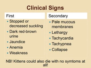 Feline Neonatal Isoerythrolysis | PPTX