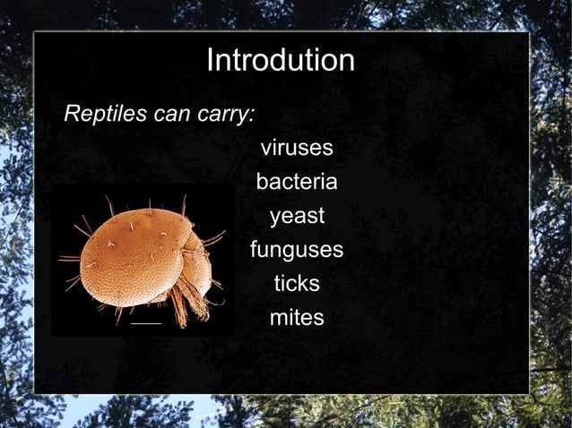 Parasites in pet reptiles | PPT