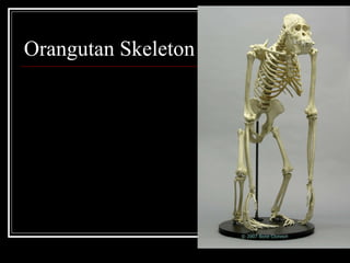 Slide show humanininity | PPT