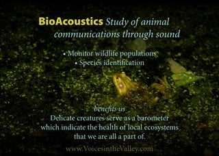 Animal Bioacoustics by Steve Sens | PDF