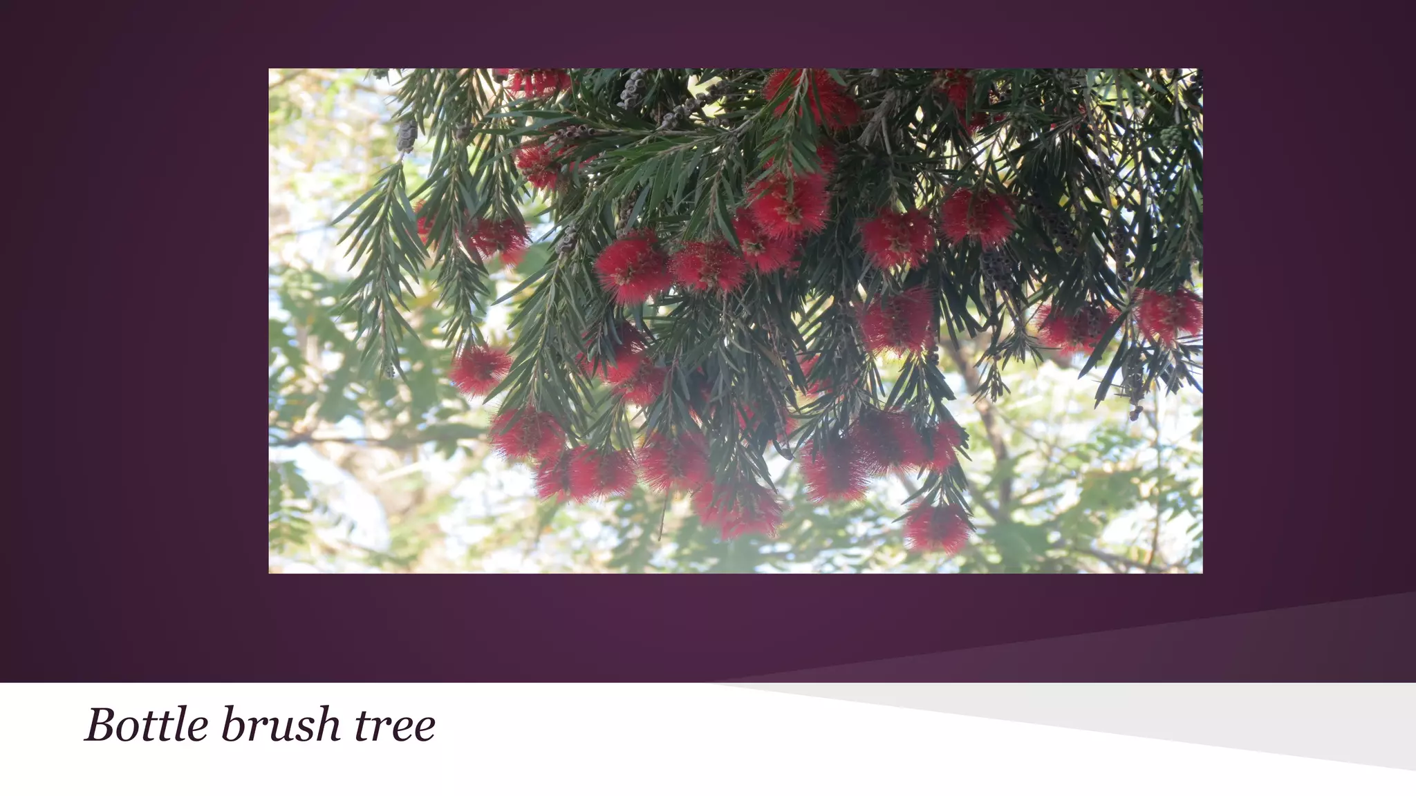 Slideshow Theme Assignment 2 Ppt Free Download 2870