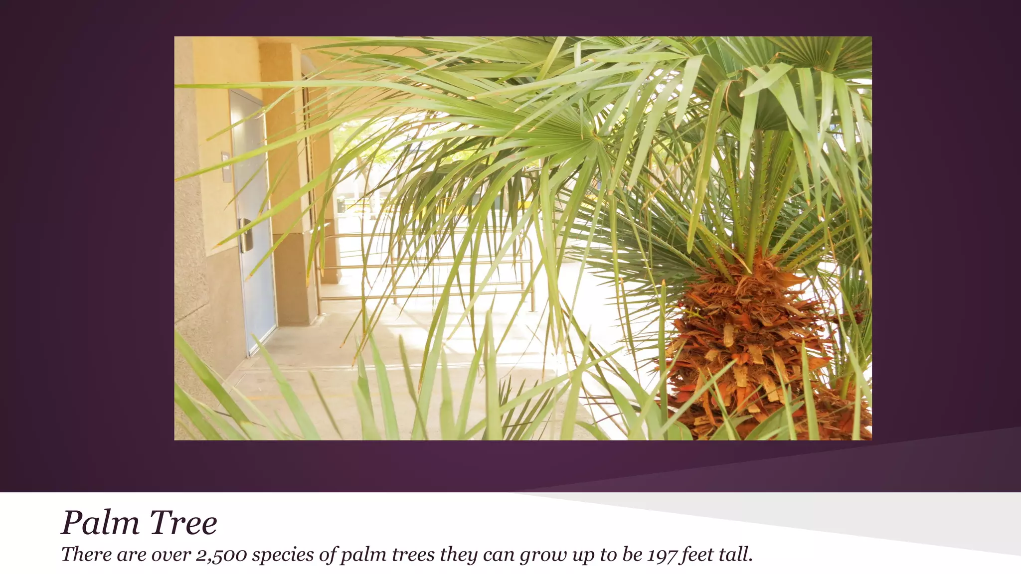 Slideshow Theme Assignment 2 Ppt Free Download 6795