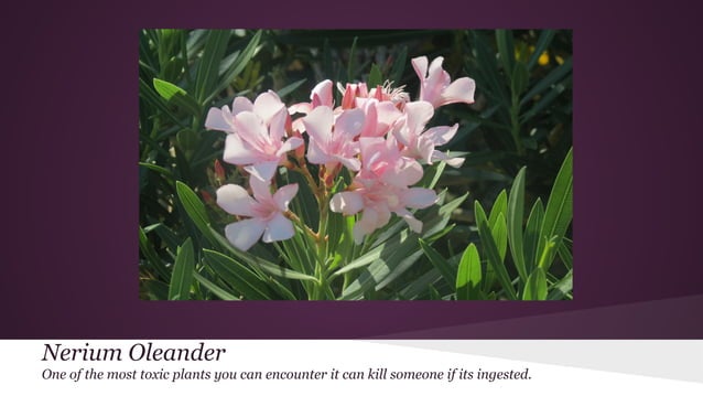 Slideshow Theme Assignment 2 Ppt Free Download 2289