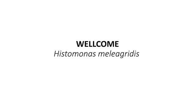 Histomonas meleagridis | PPTX | Infectious Diseases | Diseases and ...