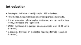 Histomonas meleagridis | PPTX
