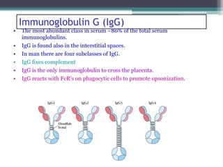 slides immunoglobulins (1).ppt
