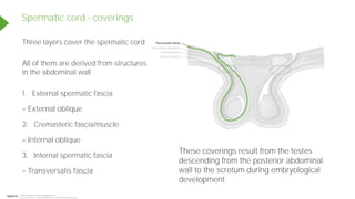 Slides_Inguinal_Region.pdf