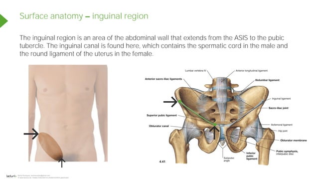 Slides_Inguinal_Region.pdf