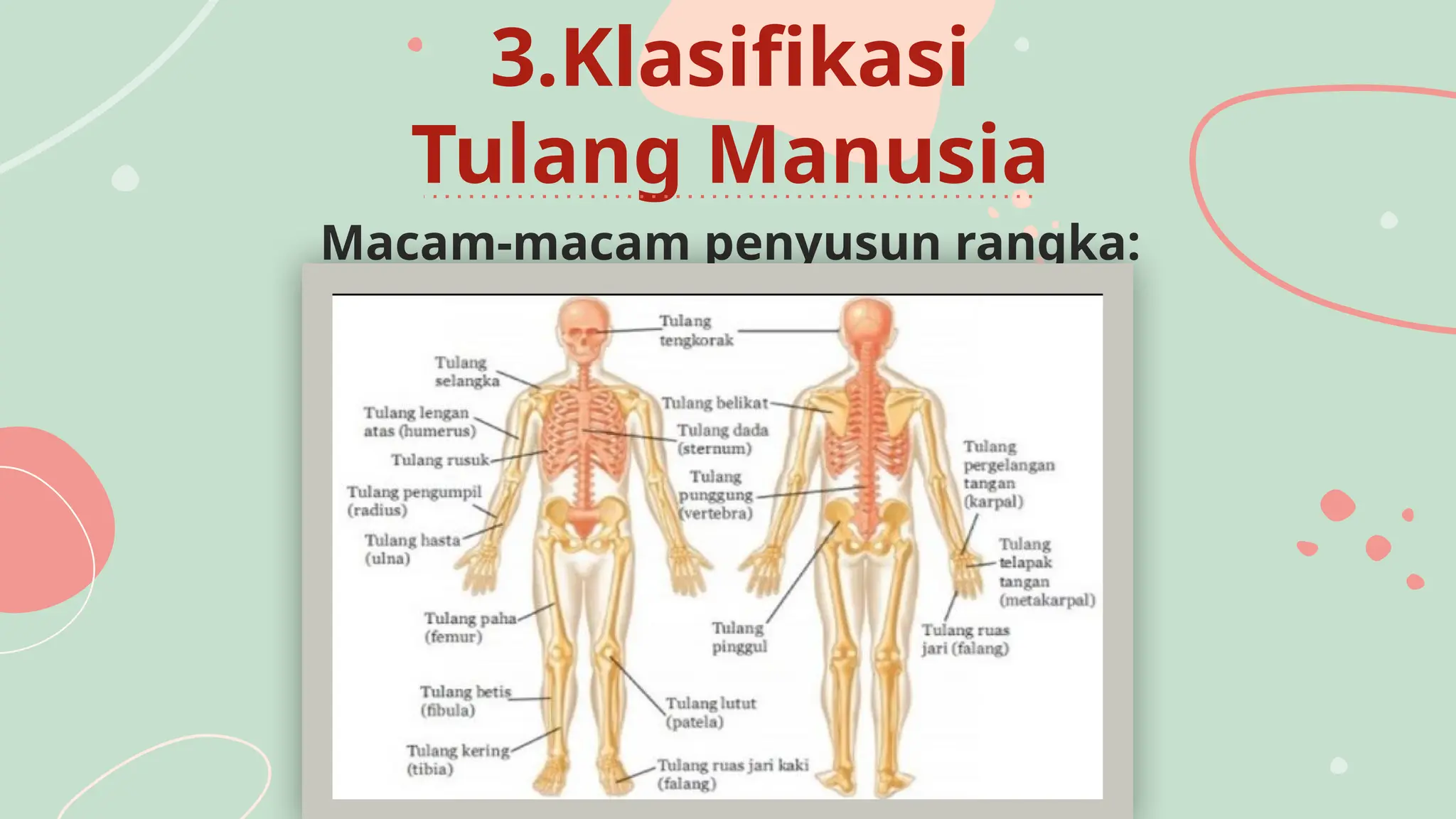 Slide Sistem Rangka manusia. Slide Sistem Rangka manusia. | PPTX