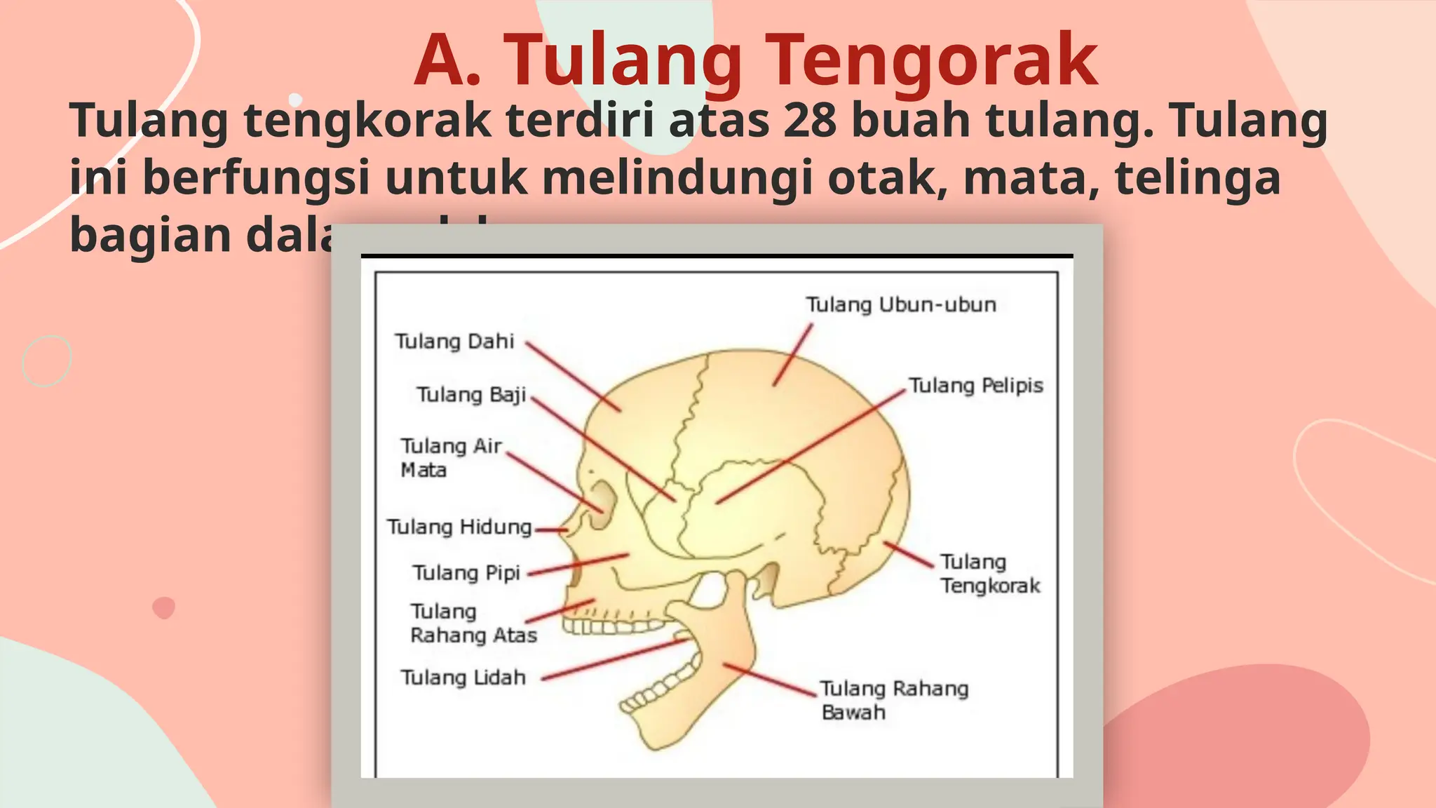 Slide Sistem Rangka manusia. Slide Sistem Rangka manusia. | PPTX