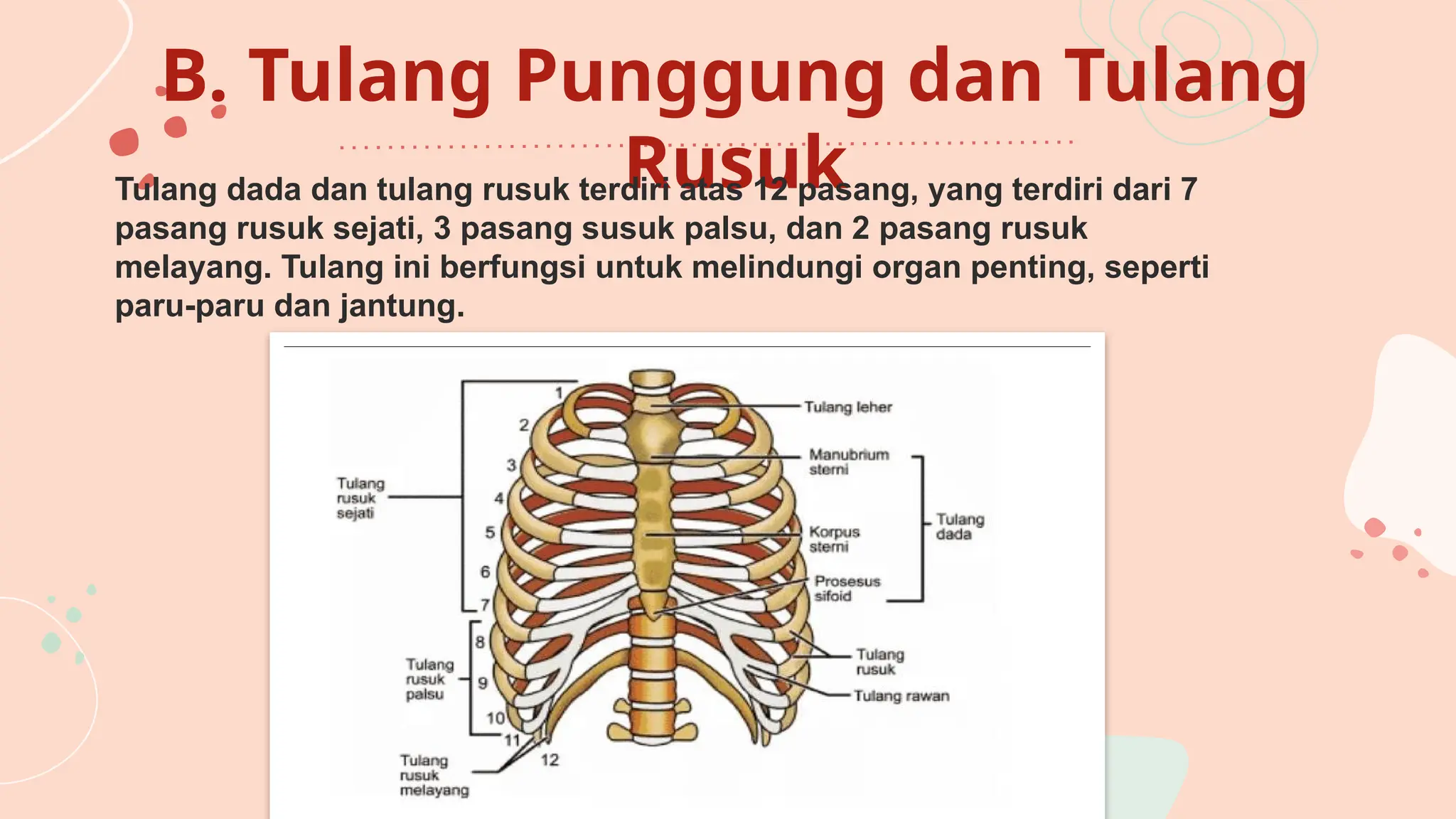 Slide Sistem Rangka manusia. Slide Sistem Rangka manusia. | PPTX
