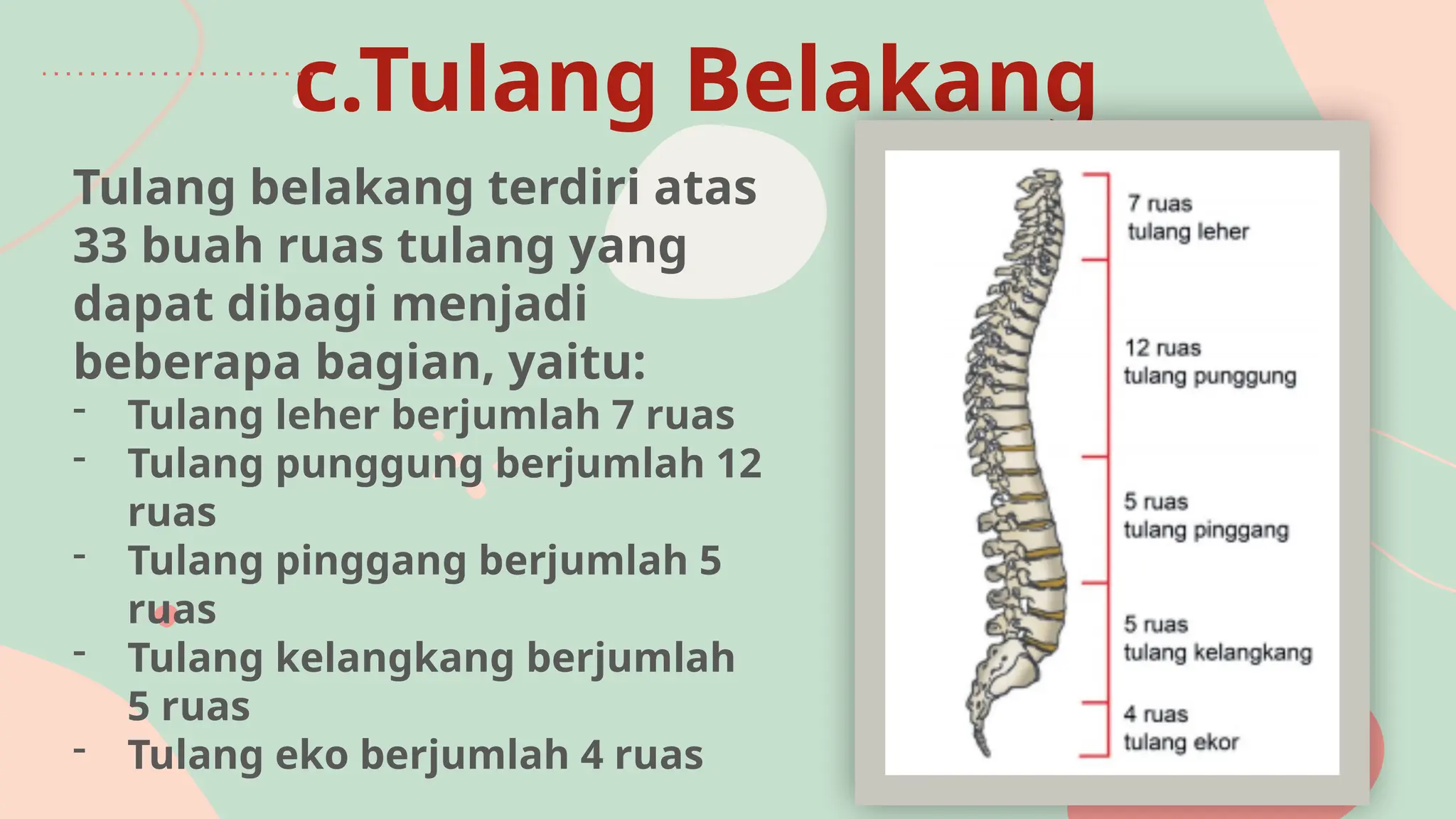 Slide Sistem Rangka manusia. Slide Sistem Rangka manusia. | PPTX