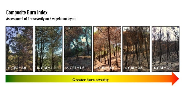 SLIDES lesson 14 - climate smart forestry | PPT