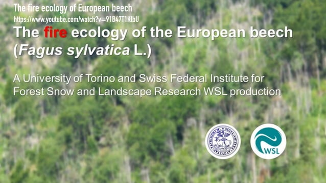 SLIDES lesson 14 - climate smart forestry | PPT