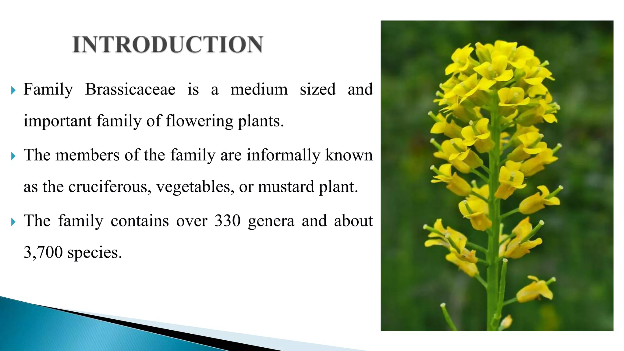 THERAPEUTIC POTENTIALS OF FAMILY BRASSICACEAE | PPTX