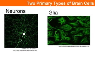 Brain Architecture | PPT