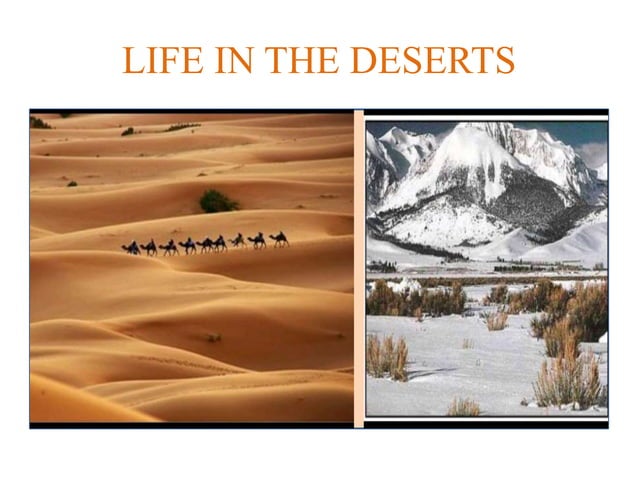 Slides on life in the deserts | PPTX