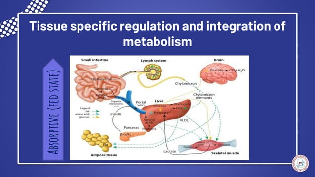 Regulation and Integration of Metabolism | PPTX | Endocrine and ...