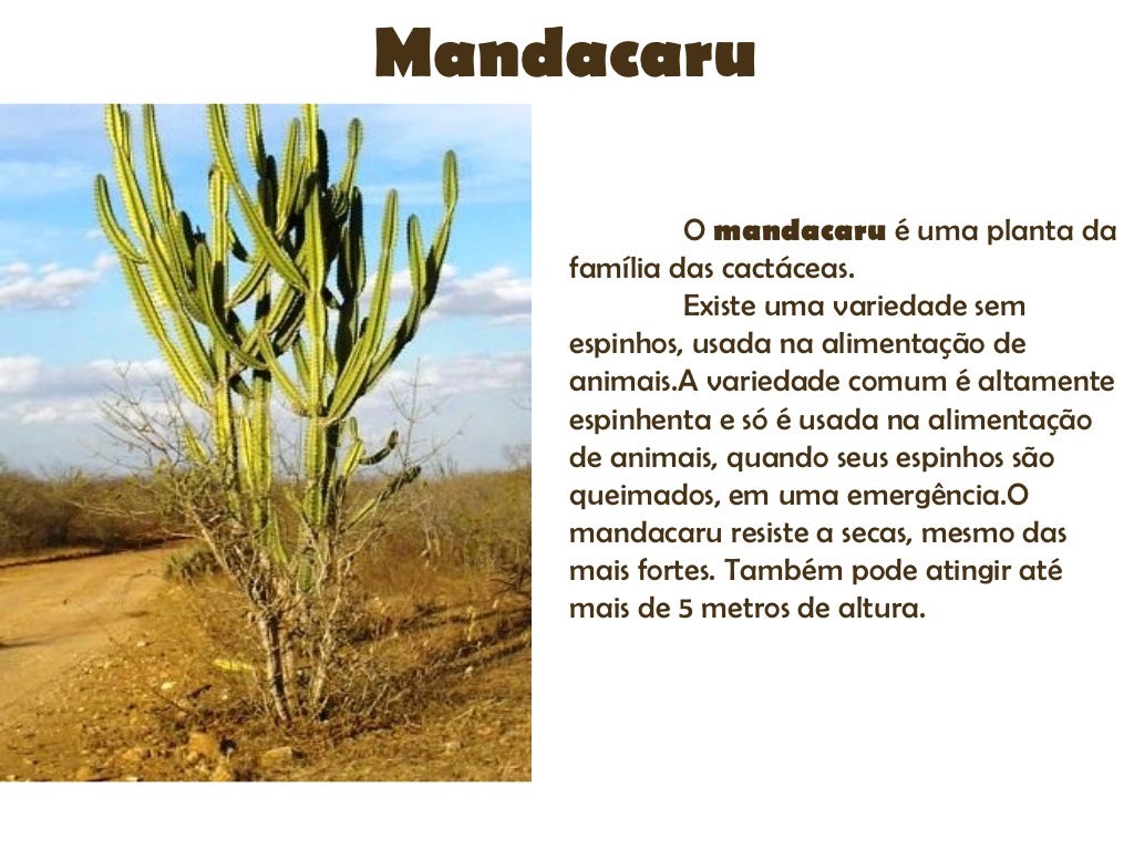 Plantas Da Caatinga Nomes - RETOEDU