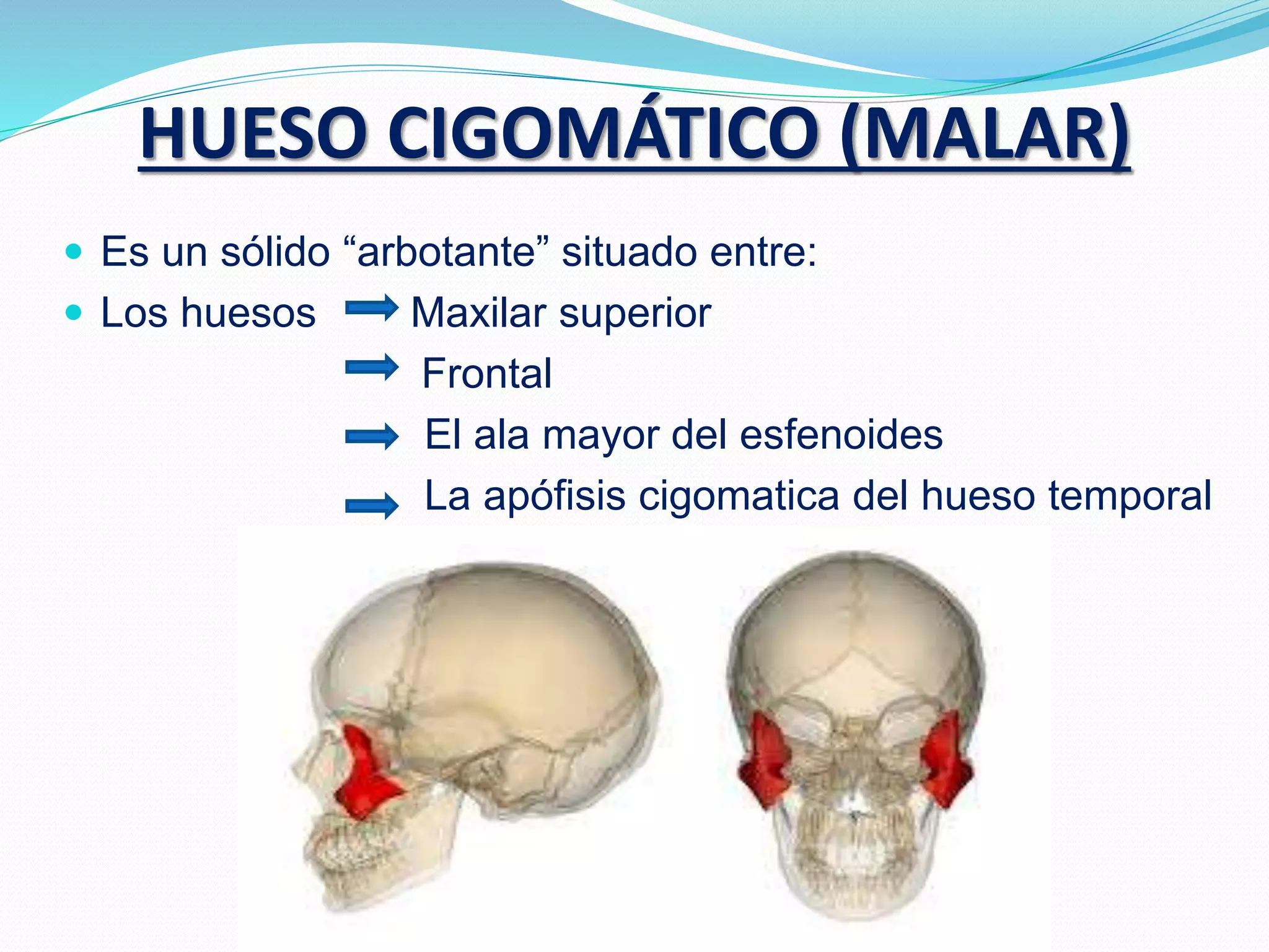 Huesos de la cara anatomia (2) | PPTX | Bone and Joint Conditions ...