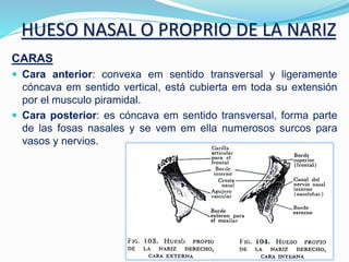 Huesos de la cara anatomia (2) | PPTX