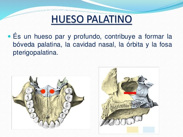 Huesos de la cara anatomia (2)