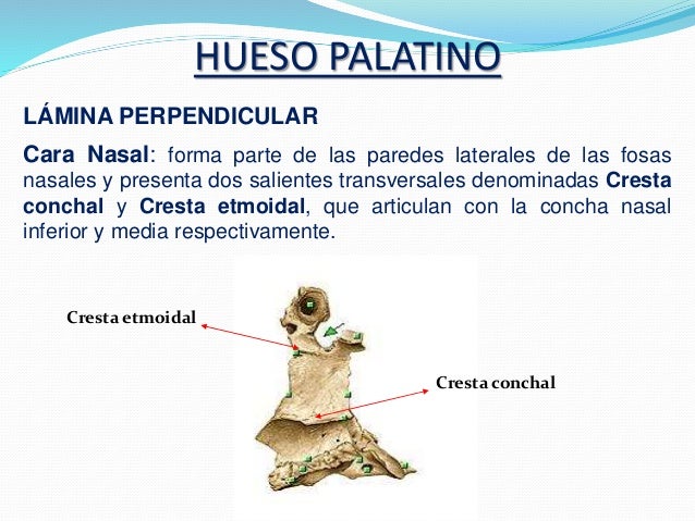 Huesos de la cara anatomia (2)