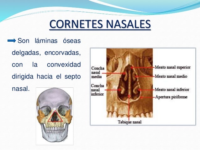 Huesos de la cara anatomia (2)