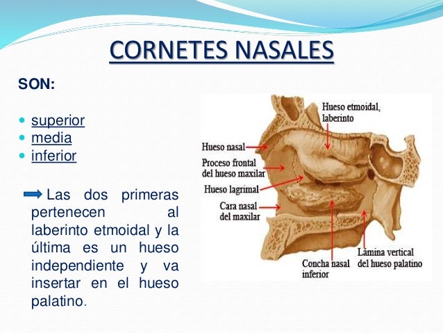 Huesos de la cara anatomia (2)