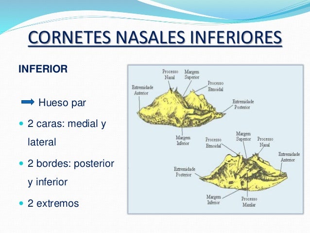 Huesos de la cara anatomia (2)