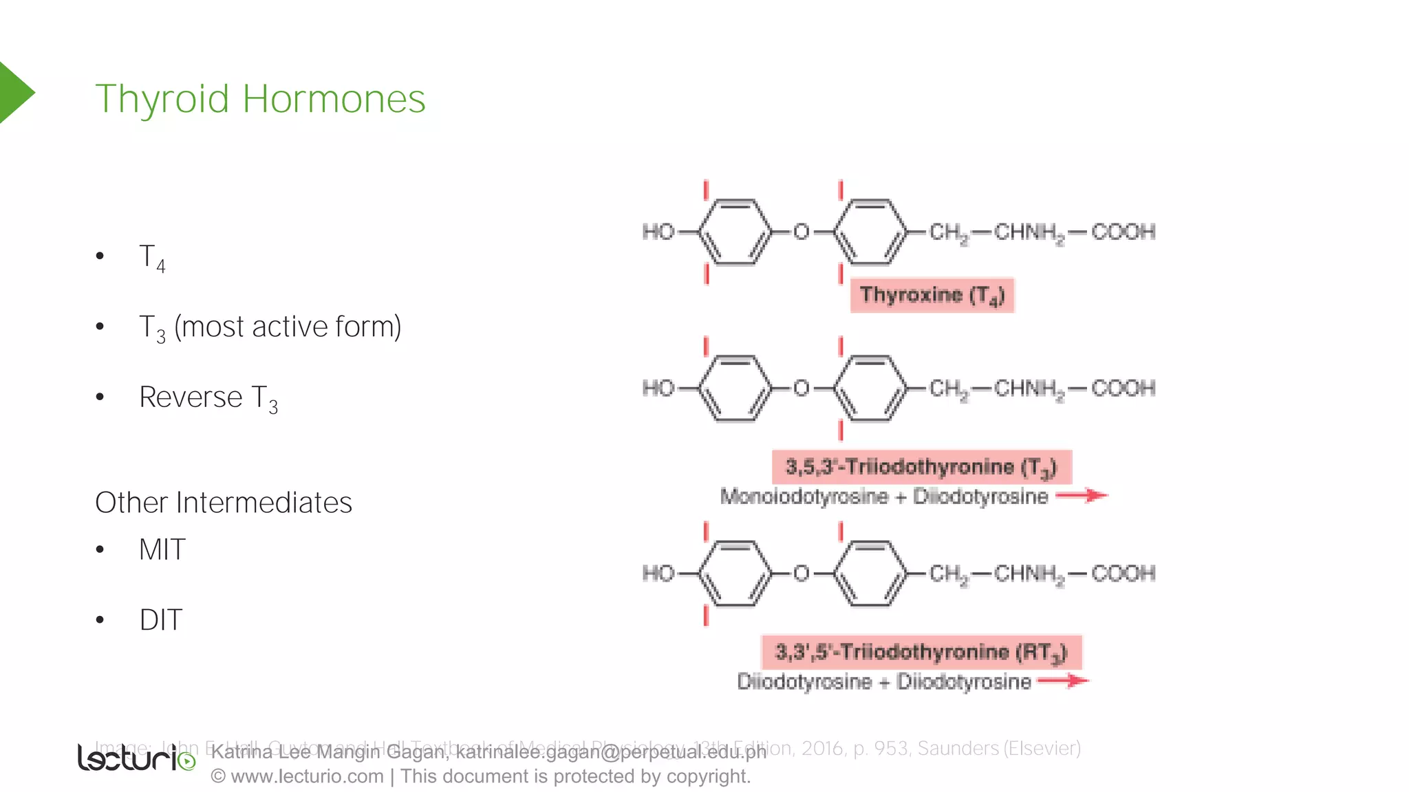 Slides_Thyroid_Endocrine_System.pdf