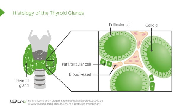 Slides_Thyroid_Endocrine_System.pdf