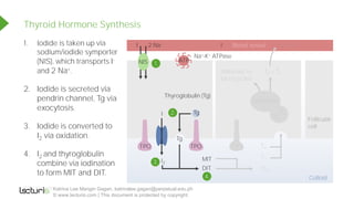 Slides_Thyroid_Endocrine_System.pdf